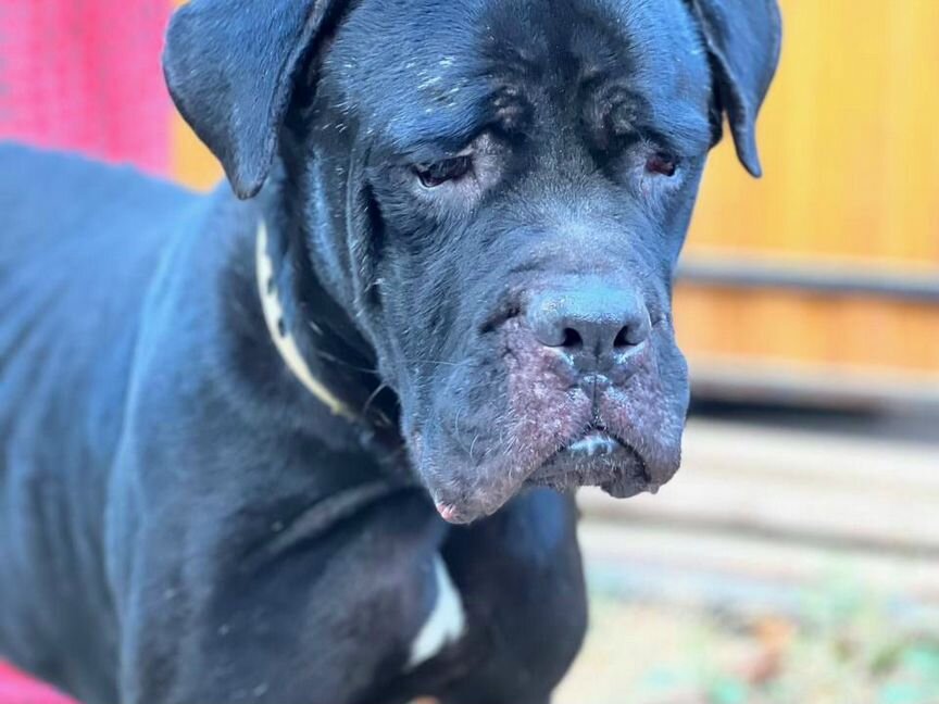 Кане Корсо отдам в добрые руки