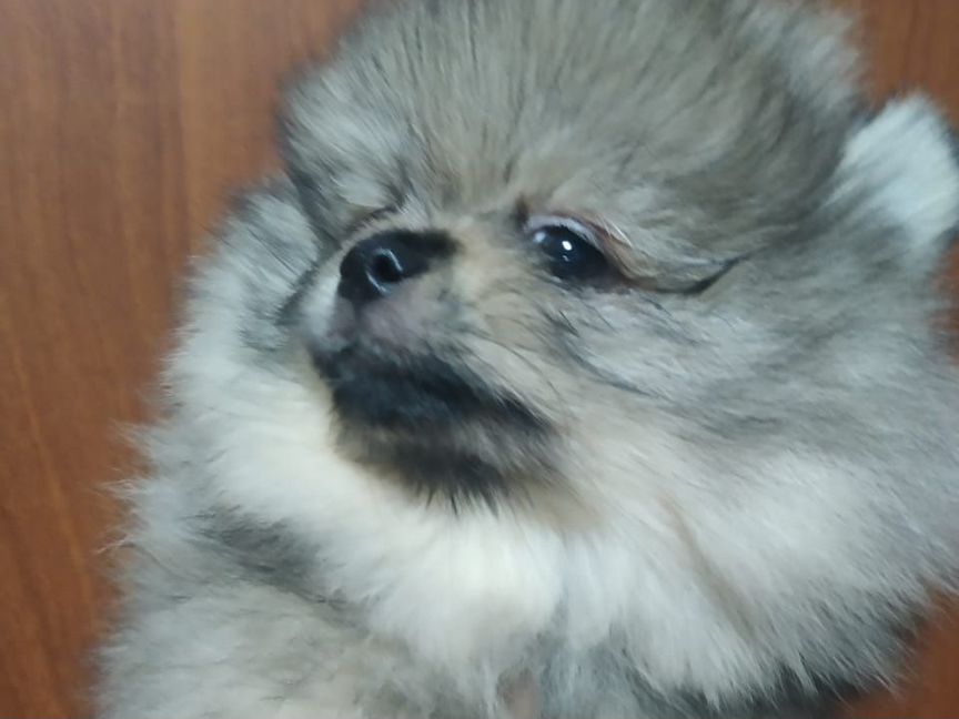 Померанский шпиц