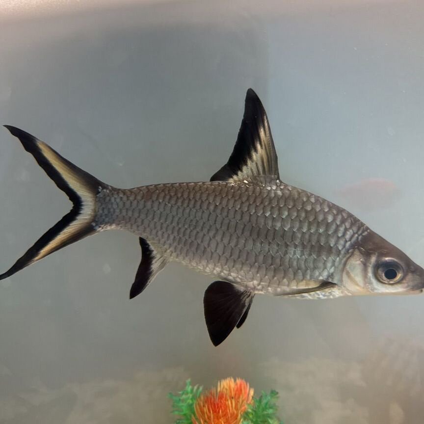 Барбус акулий балу