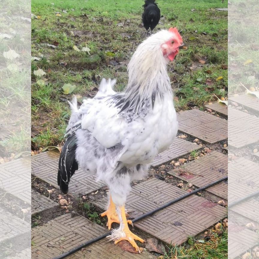 Петух брама