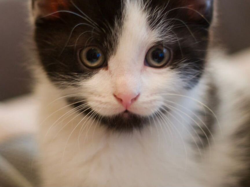 Милые котятки 2 месячные