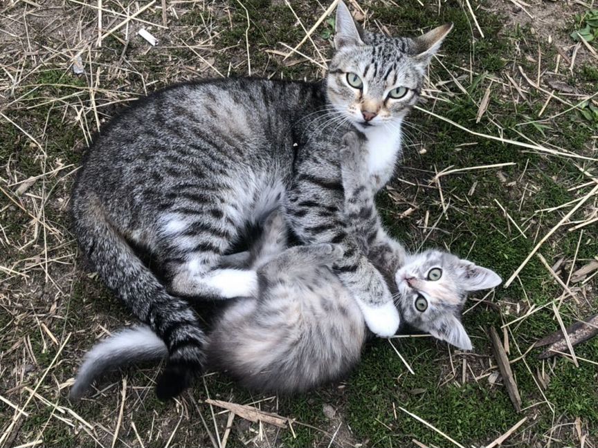 Котенок от кошки крысоловки