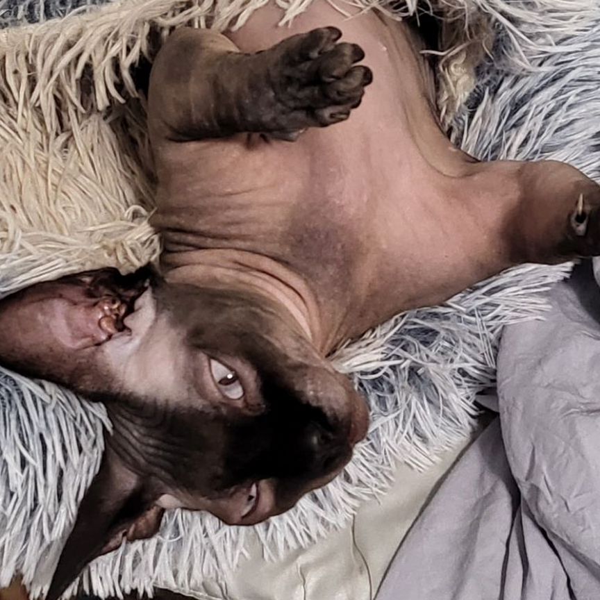 Бамбино, взрослая кошка