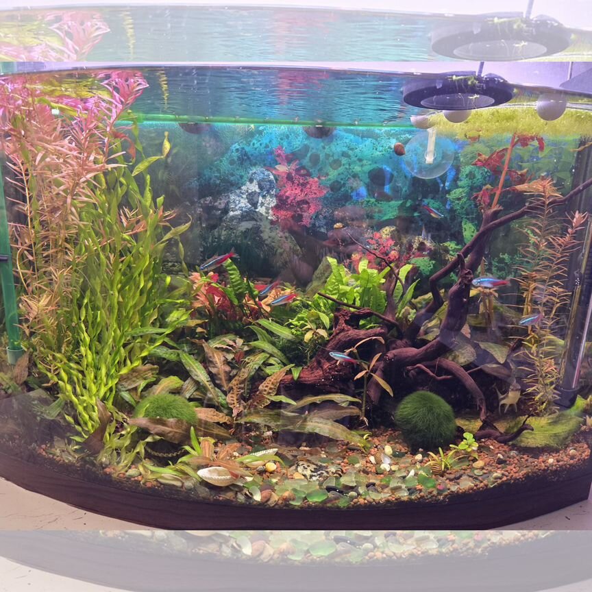 Аквариумные растения