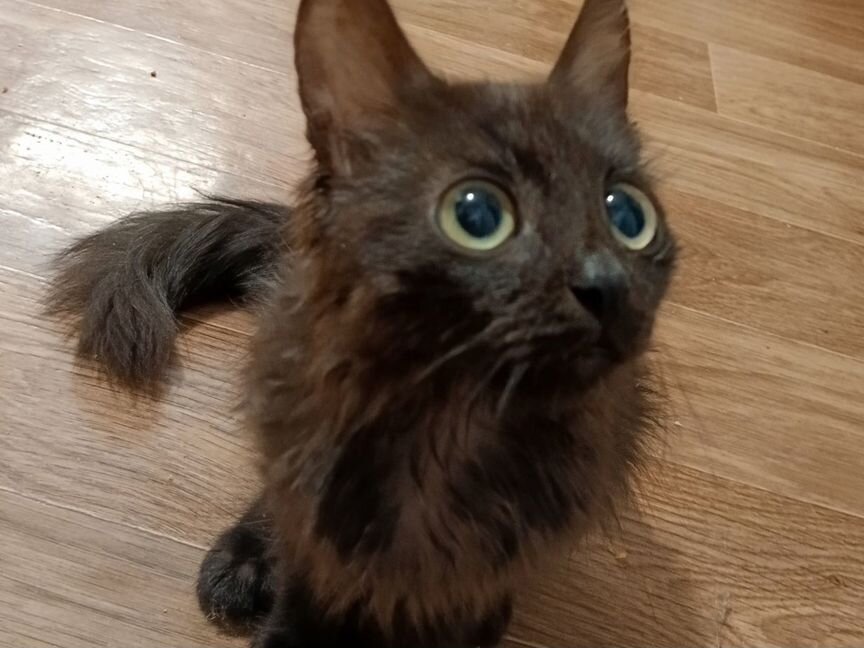 Котенок мальчик