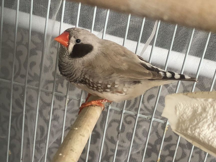 Птенцы зебровой и японской амадины