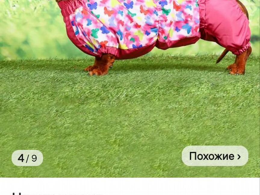 Комбинезон для собаки Таксы. Корги