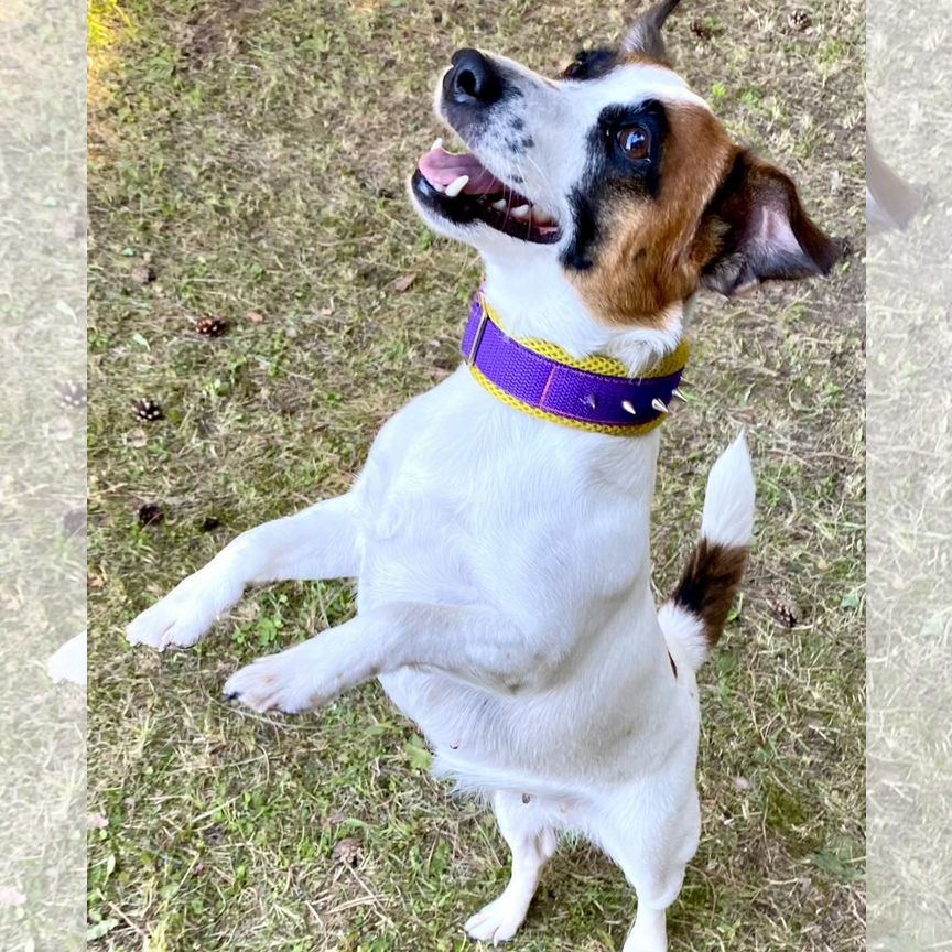 Джек-рассел-терьер, взрослая собака