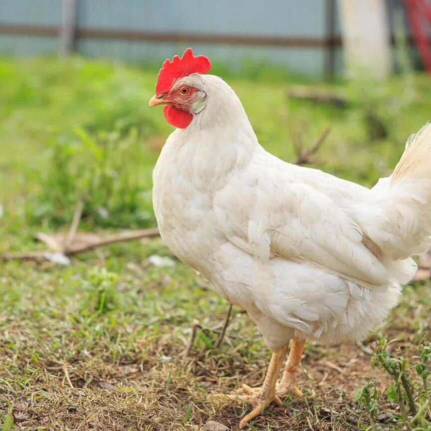 Продам несушек яйценоской породы