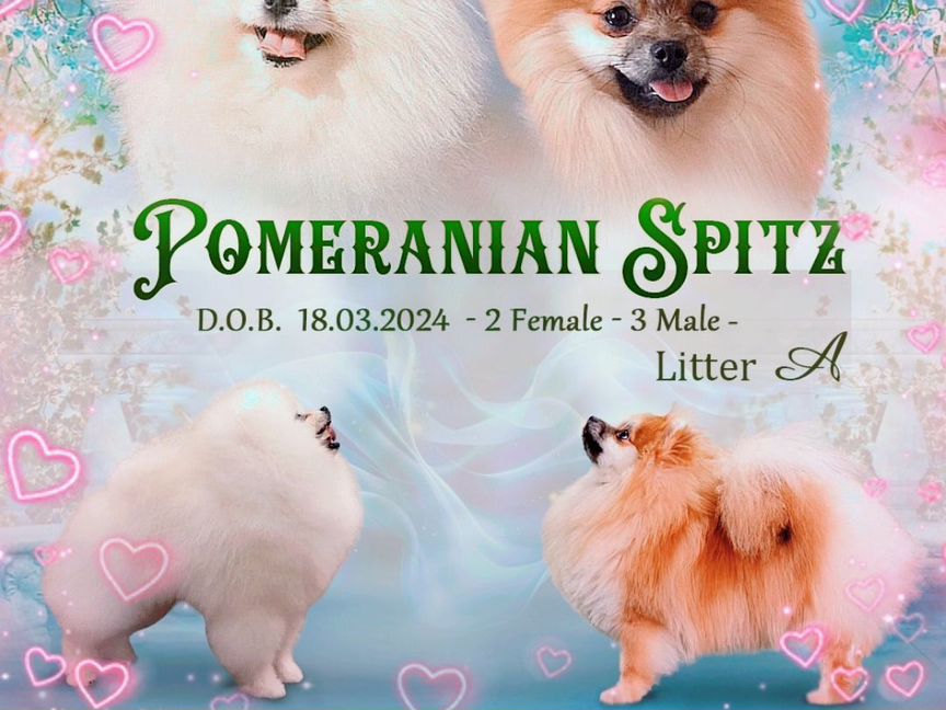 Щенки померанского шпица