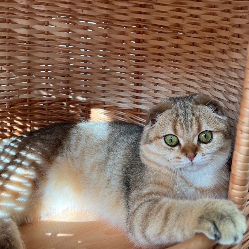 Котик