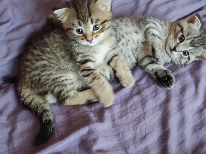 Вислоухие девочки