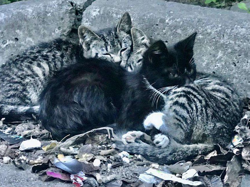 Котята на улице
