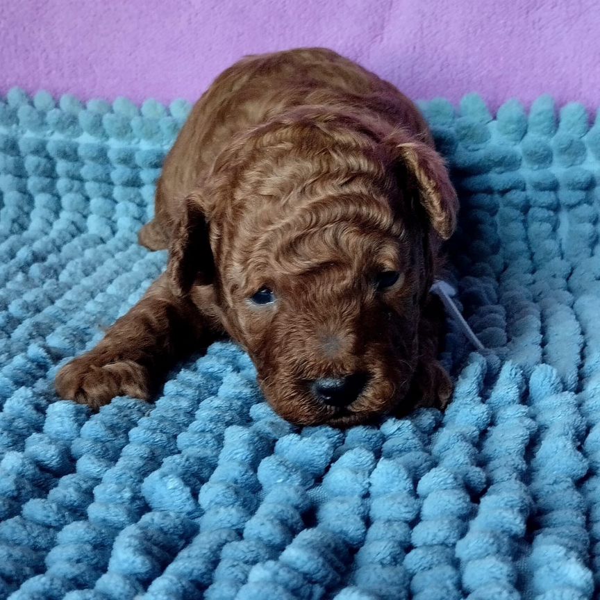 Мальчики Той пуделя