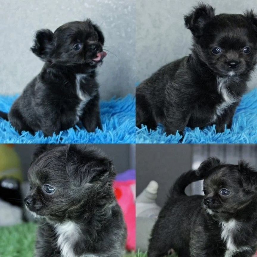 Чихуахуа, щенок