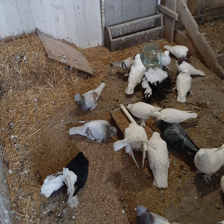 Голуби Ленинаканцы и Головастики