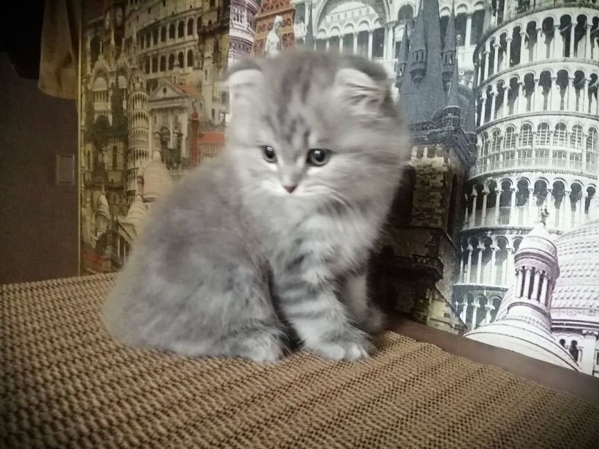 Котик вислоухий