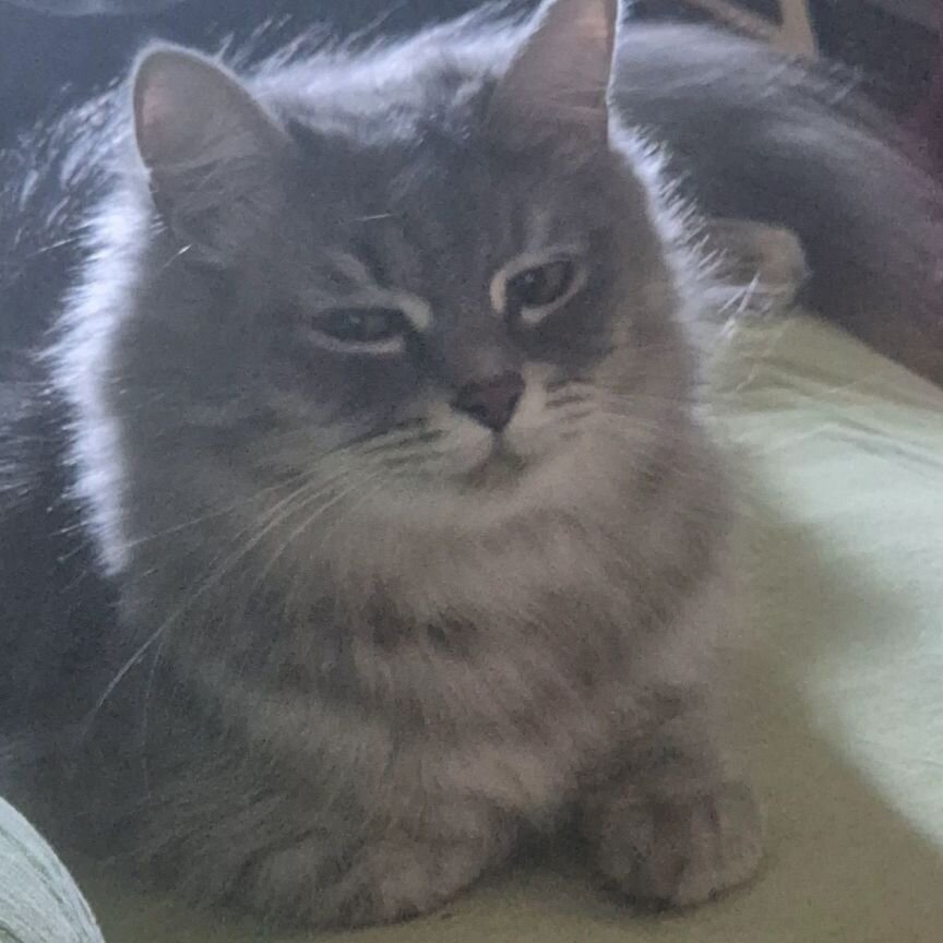 Сибирский котёнок