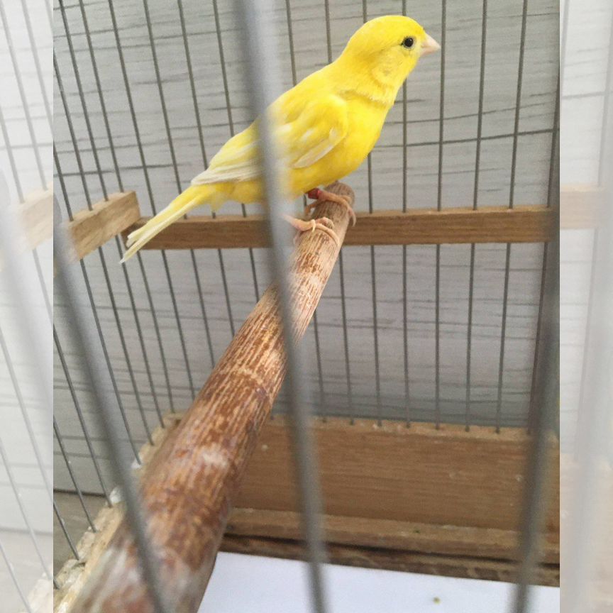 Конарейка самка конкурсная