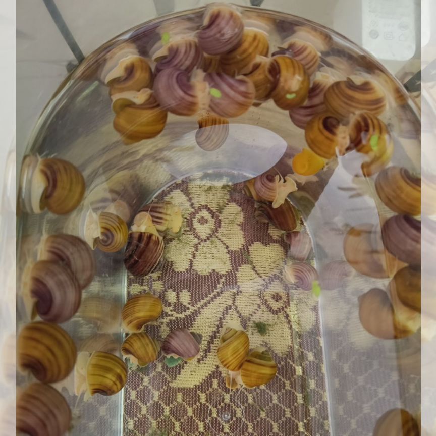 Улитка ампулярии