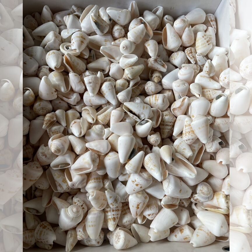 Морские Ракушки и галька камешки