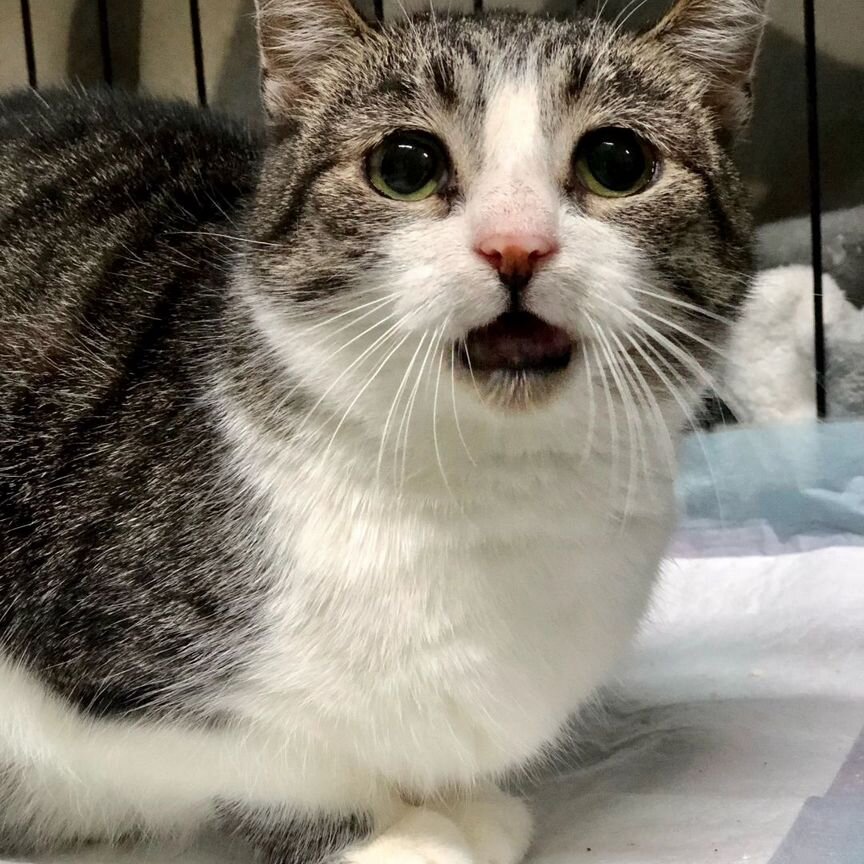 Маруся, кошка с грустными глазами