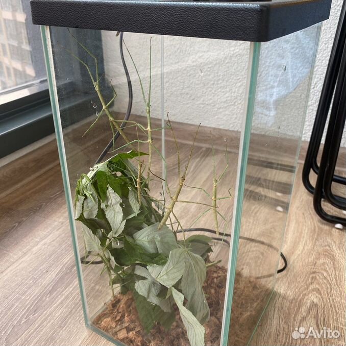 Террариум с палочниками