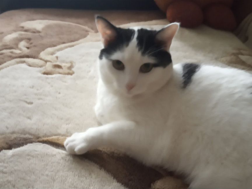 Кошка Белка ищет постоянный дом