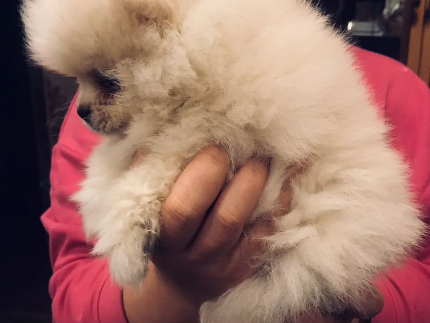 4 месячный щенок померанского шпица