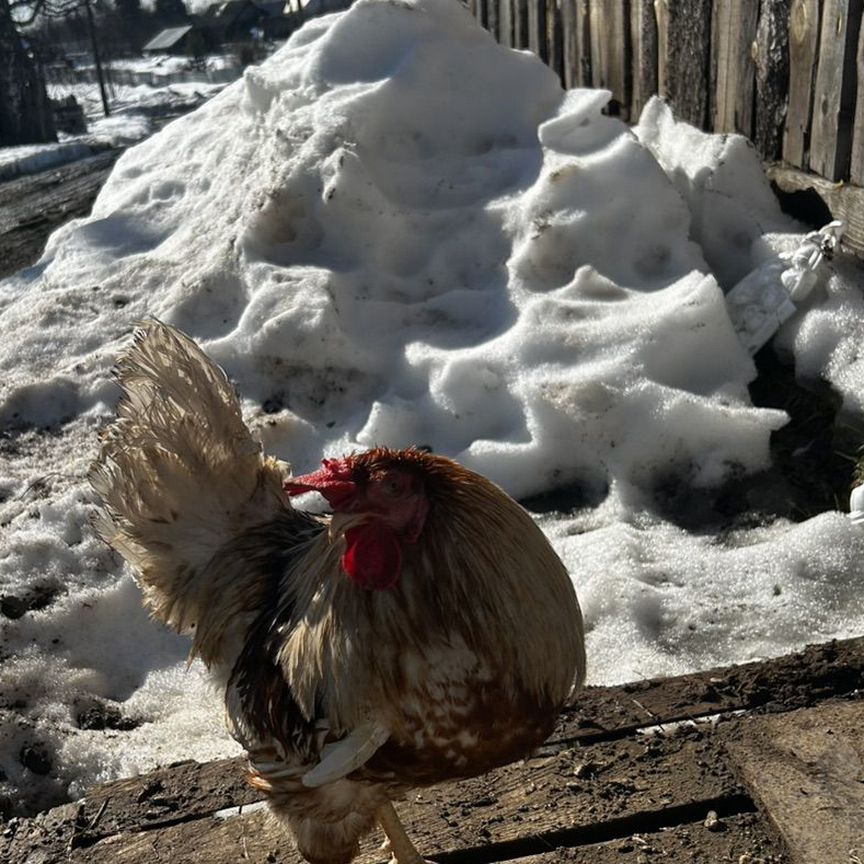 Молодые петухи