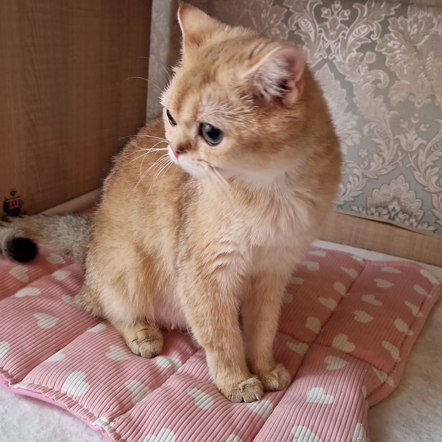 Шотландская кошка