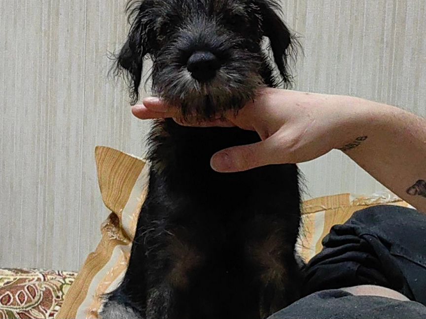 Щенок в добрые руки отдам бесплатно