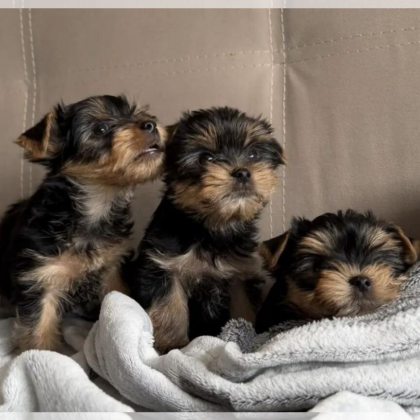 Йоркширский терьер, щенок