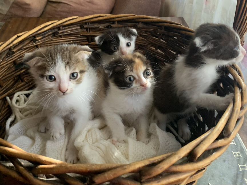 Шотландские вислоухие котята в добрые руки