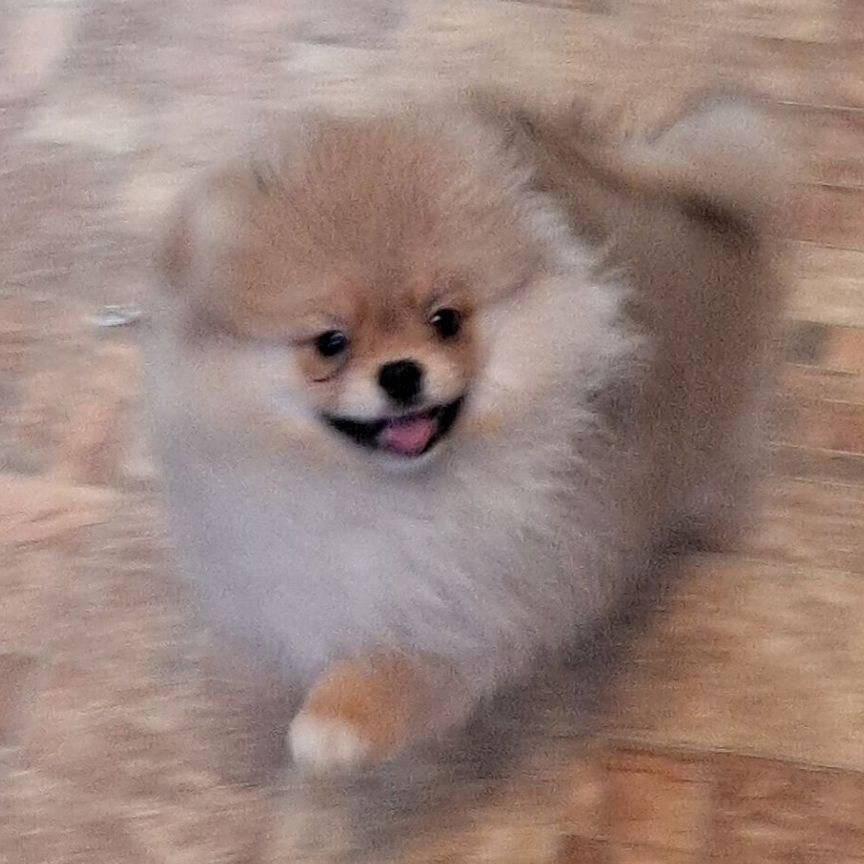 Померанский шпиц, щенок