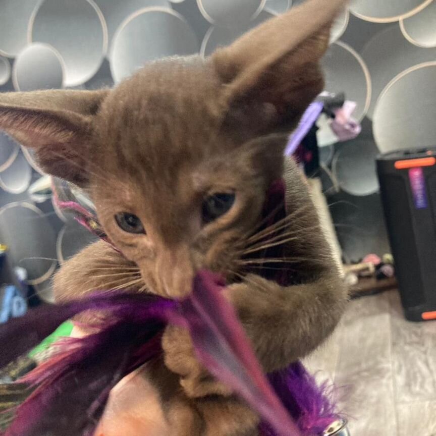 Ориентальная