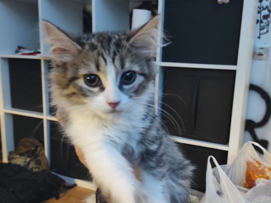 Кошка