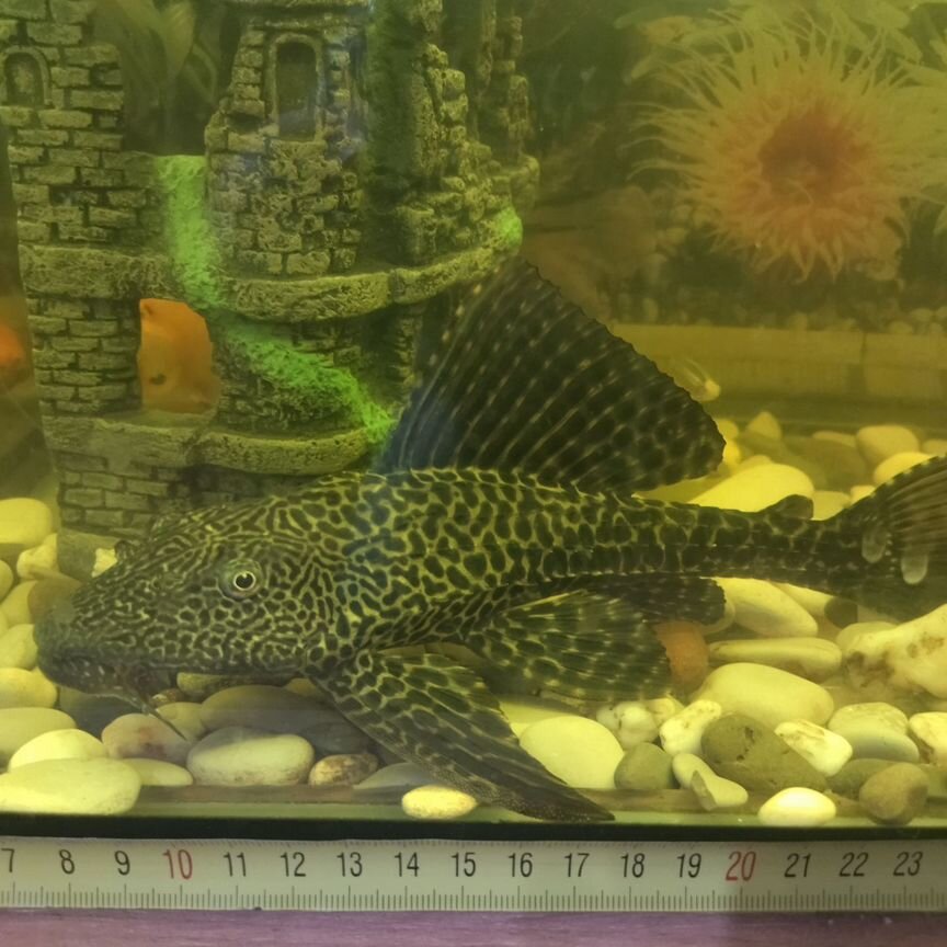 Плекостомус