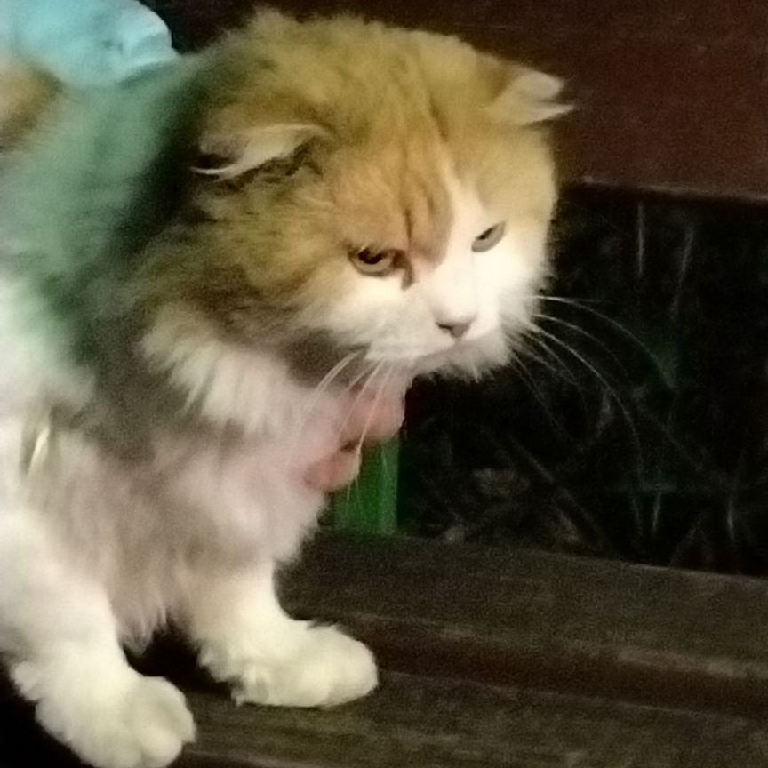 Спасите котика