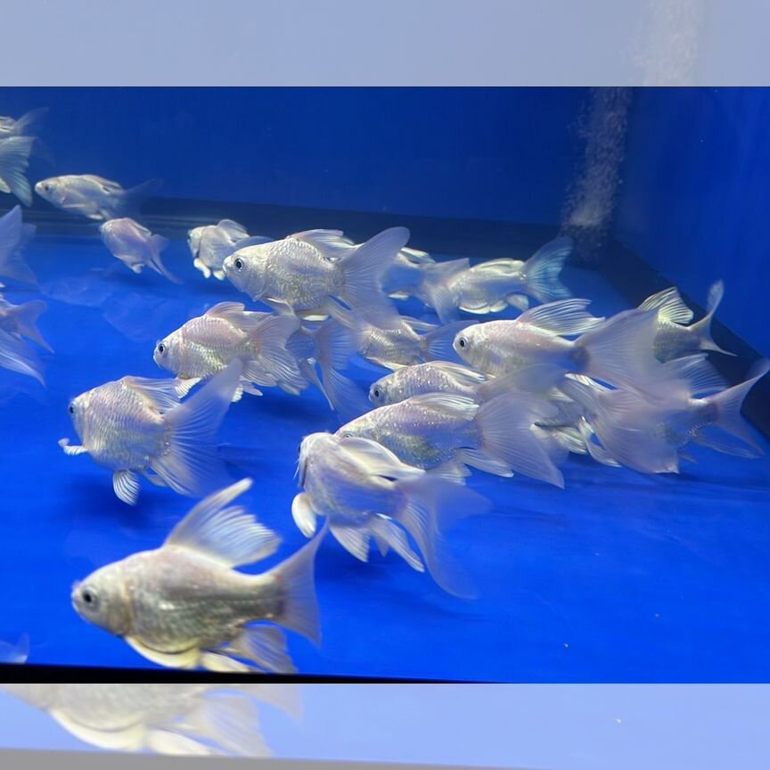 Карп кои платина (бабочка вуаль )