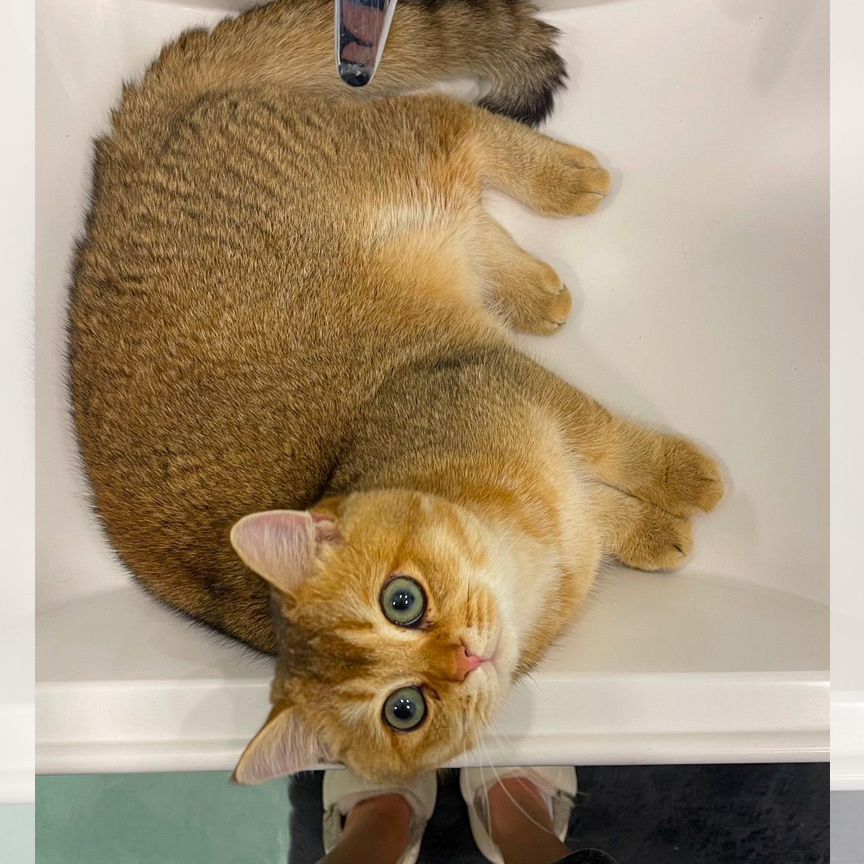 Британский длинношёрстный, взрослый кот