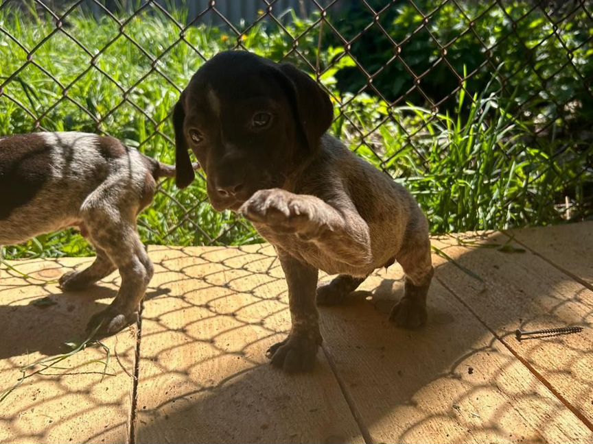 Щенки курцхаара