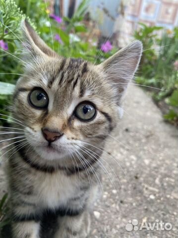 Кошка