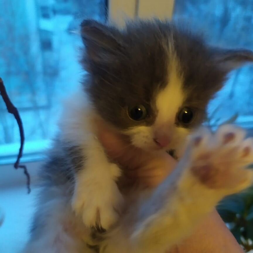 Котенок в добрые руки