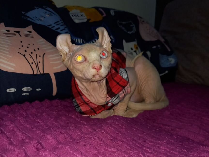 Эльф разноцветные глазки