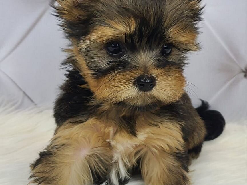 Щенок Русской Салонной собаки мальчик РКФ