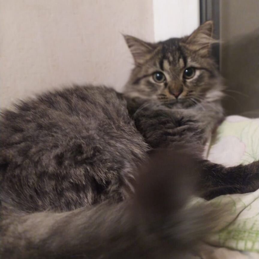 Мальчик ищет себе семью