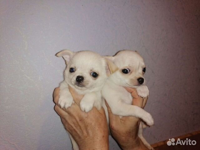Братик и сестрёнка чихуахуа