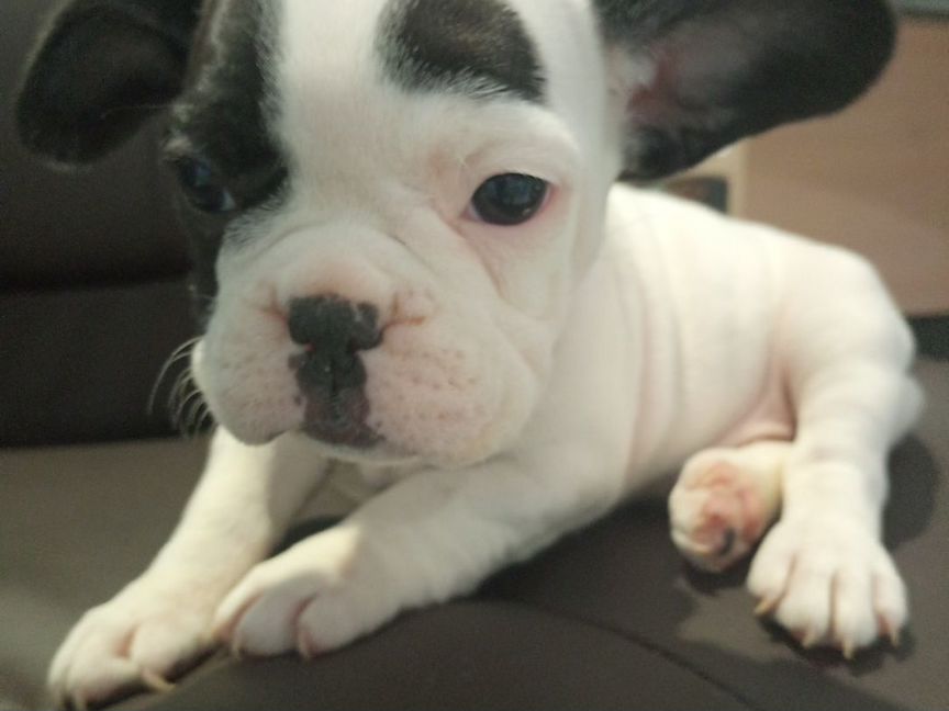 Французский бульдог щенок мальчик белый