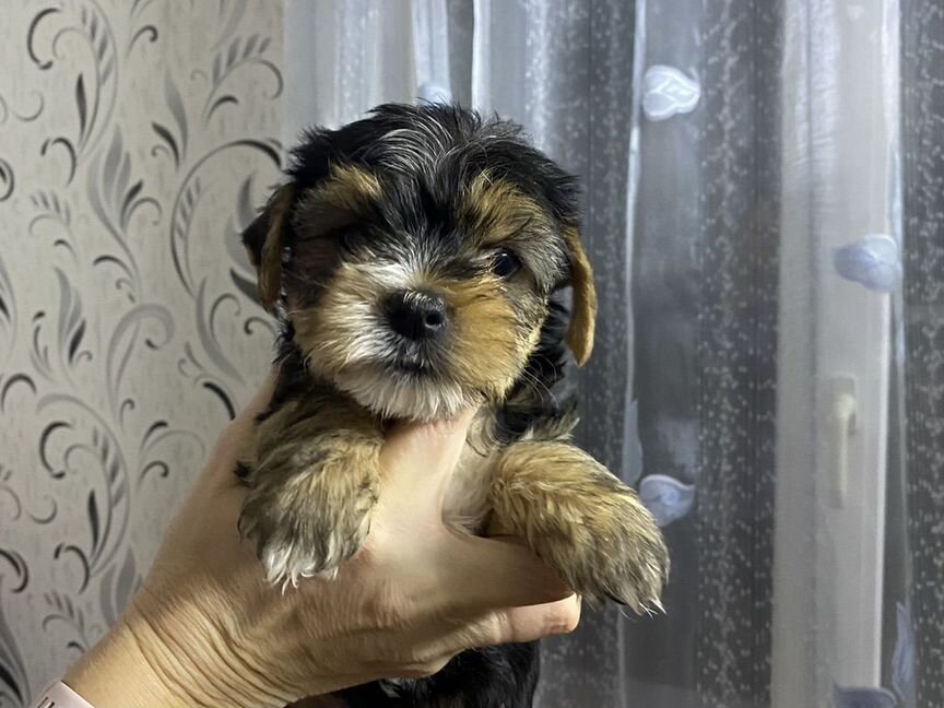 Щенки цветного йорка